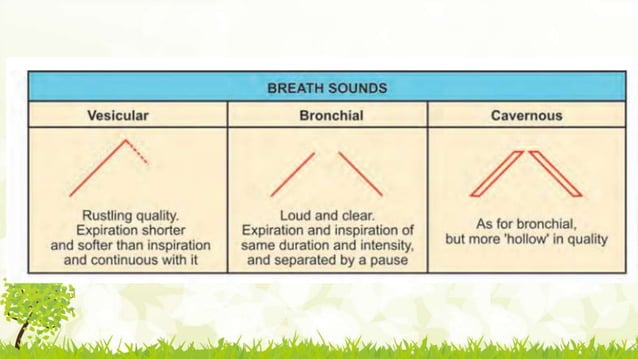 Respiratory system auscultation | PPTX