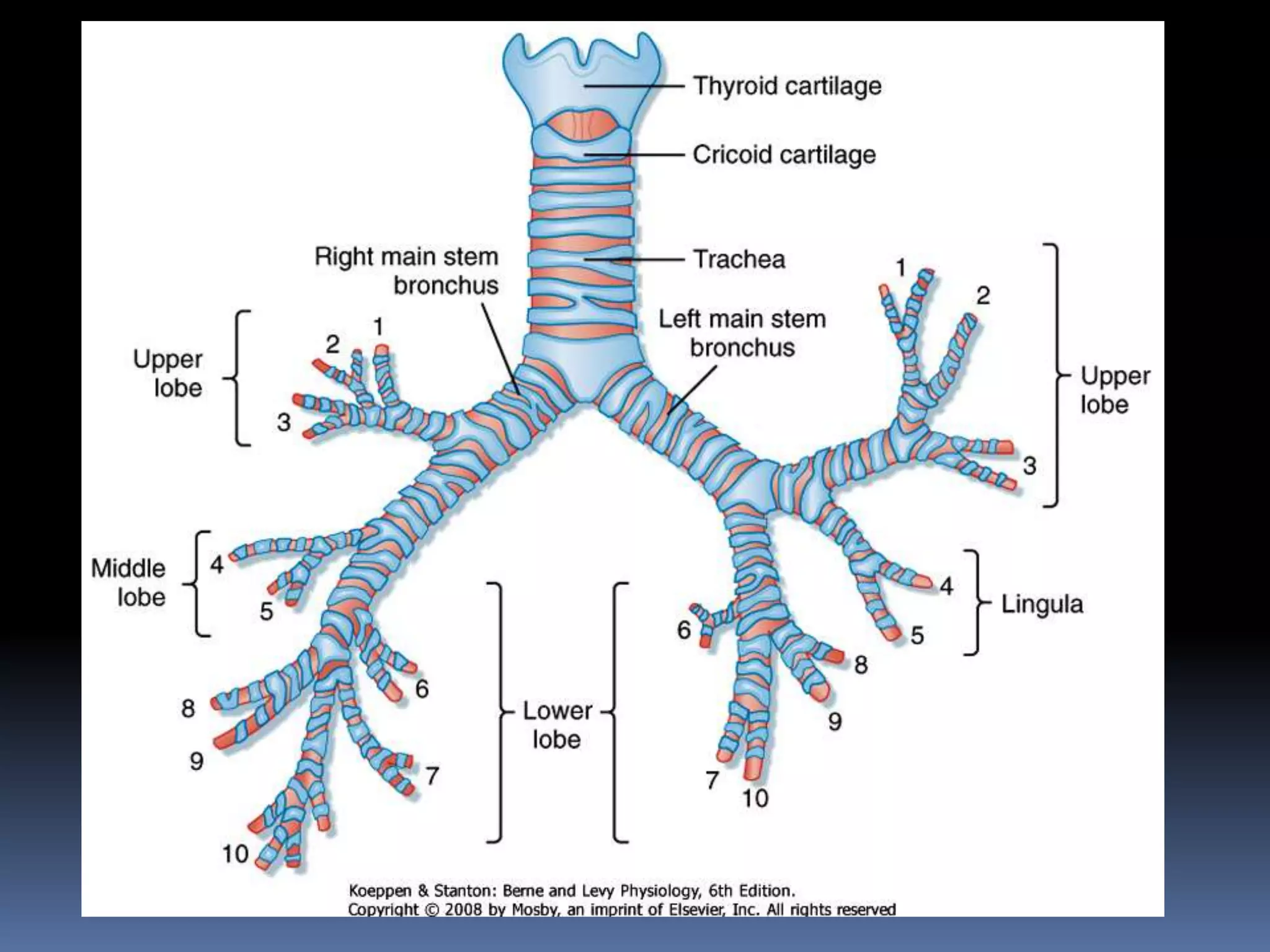 Respi functional anatomy | PPTX