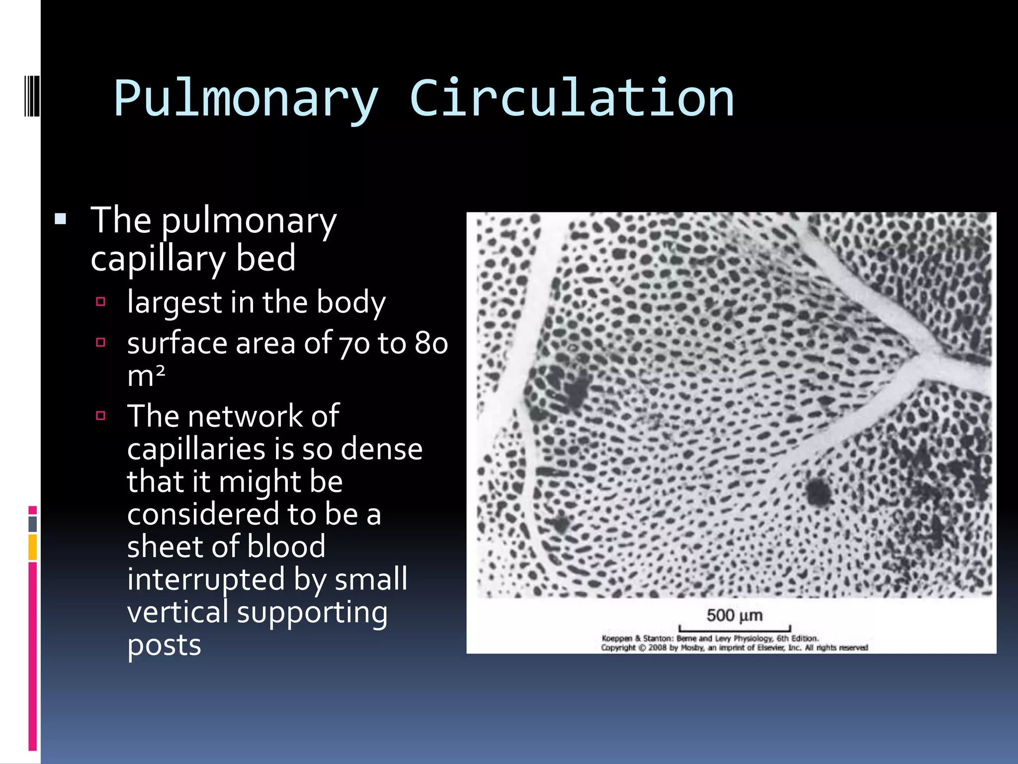 Respi functional anatomy | PPT
