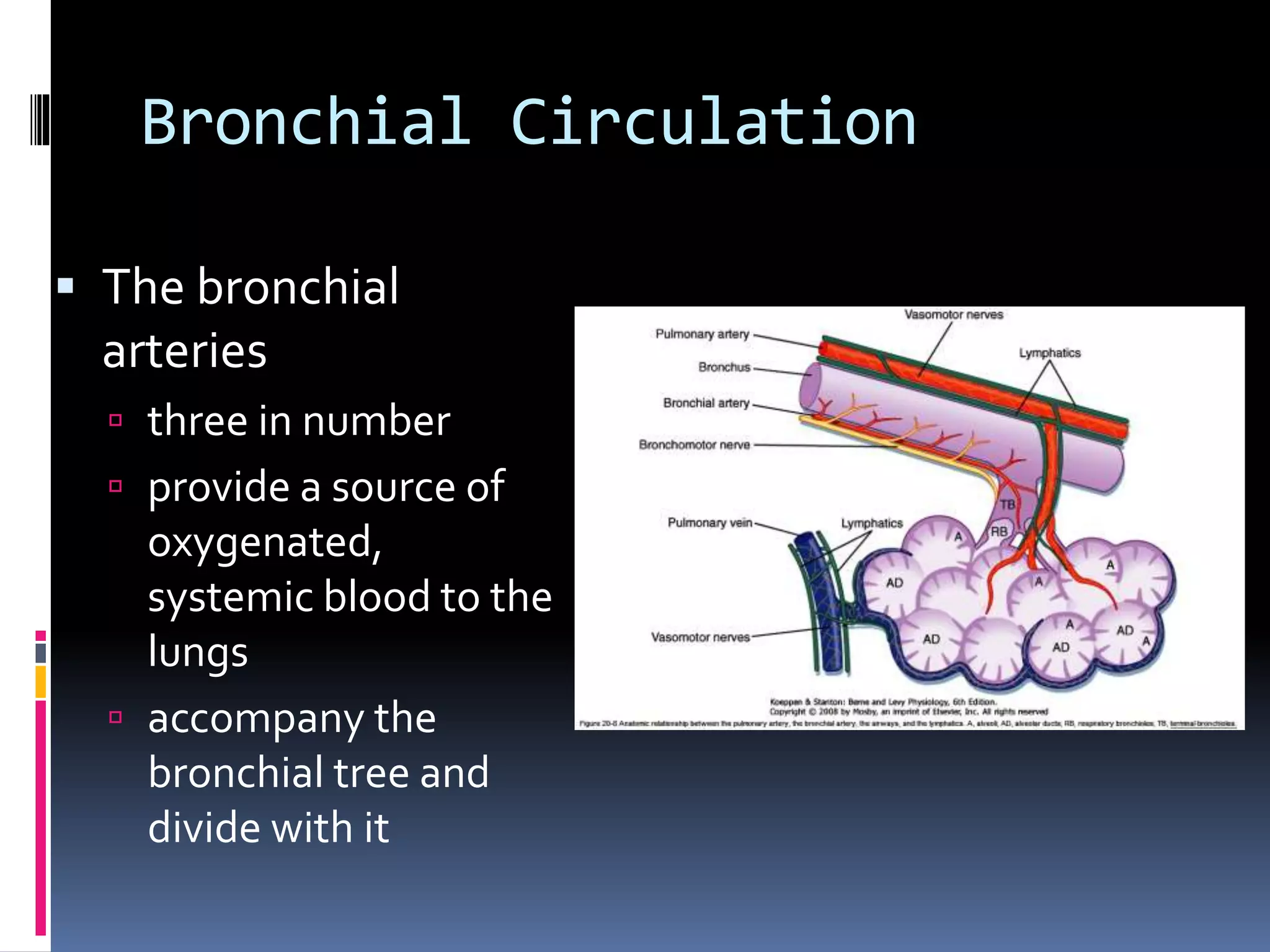 Respi functional anatomy | PPT