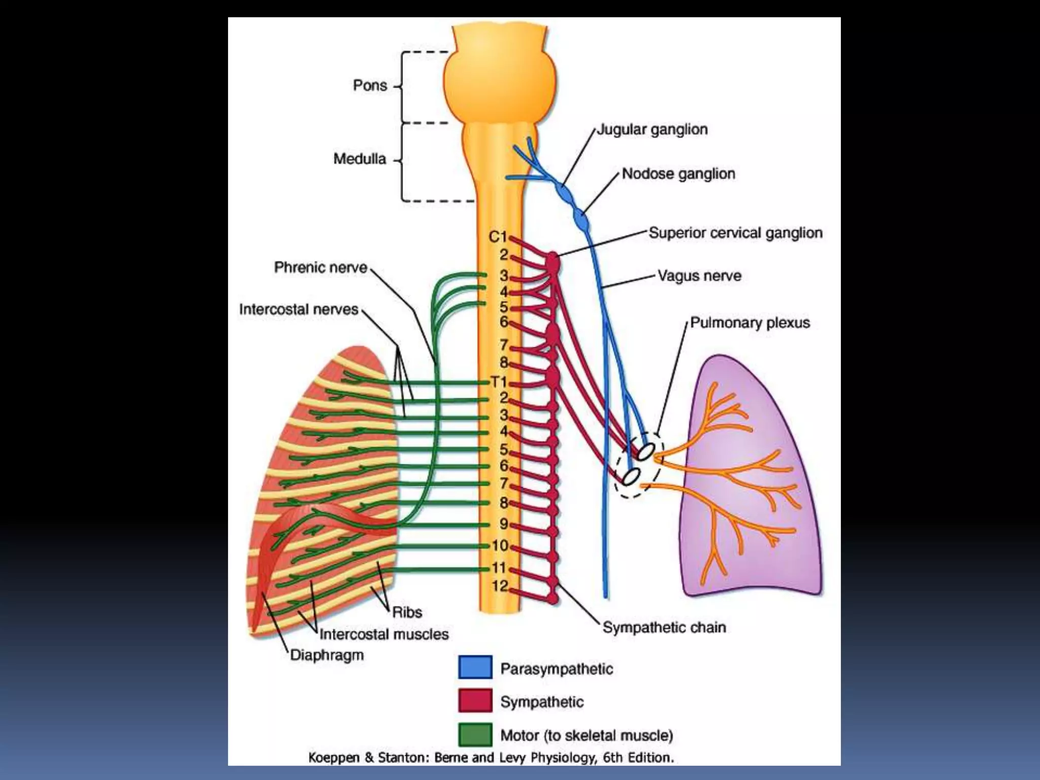 Respi functional anatomy | PPT