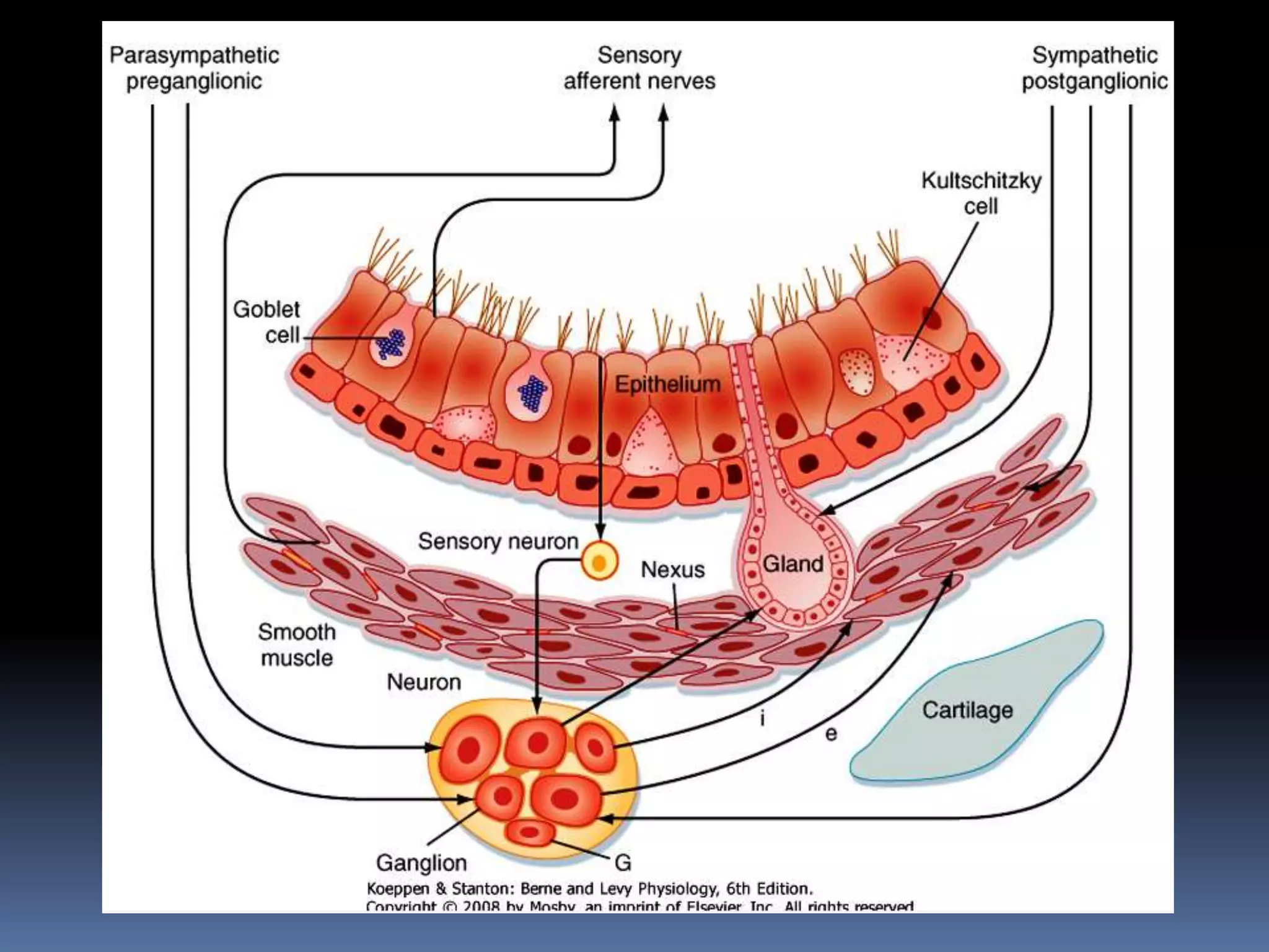 Respi functional anatomy | PPT