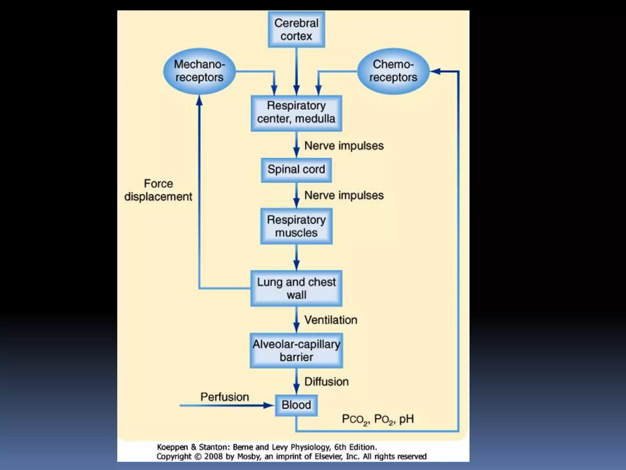 Respi functional anatomy | PPT