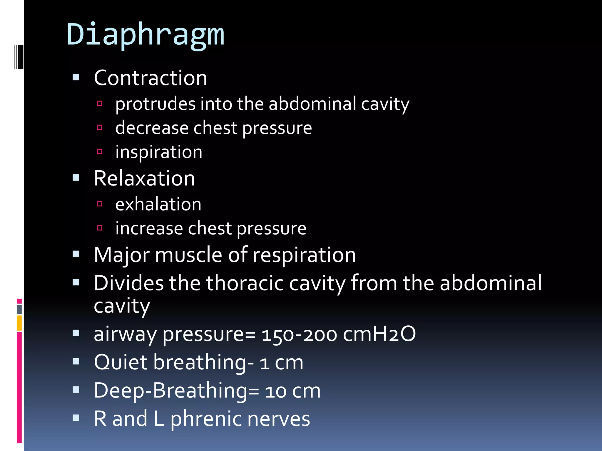 Respi functional anatomy | PPT