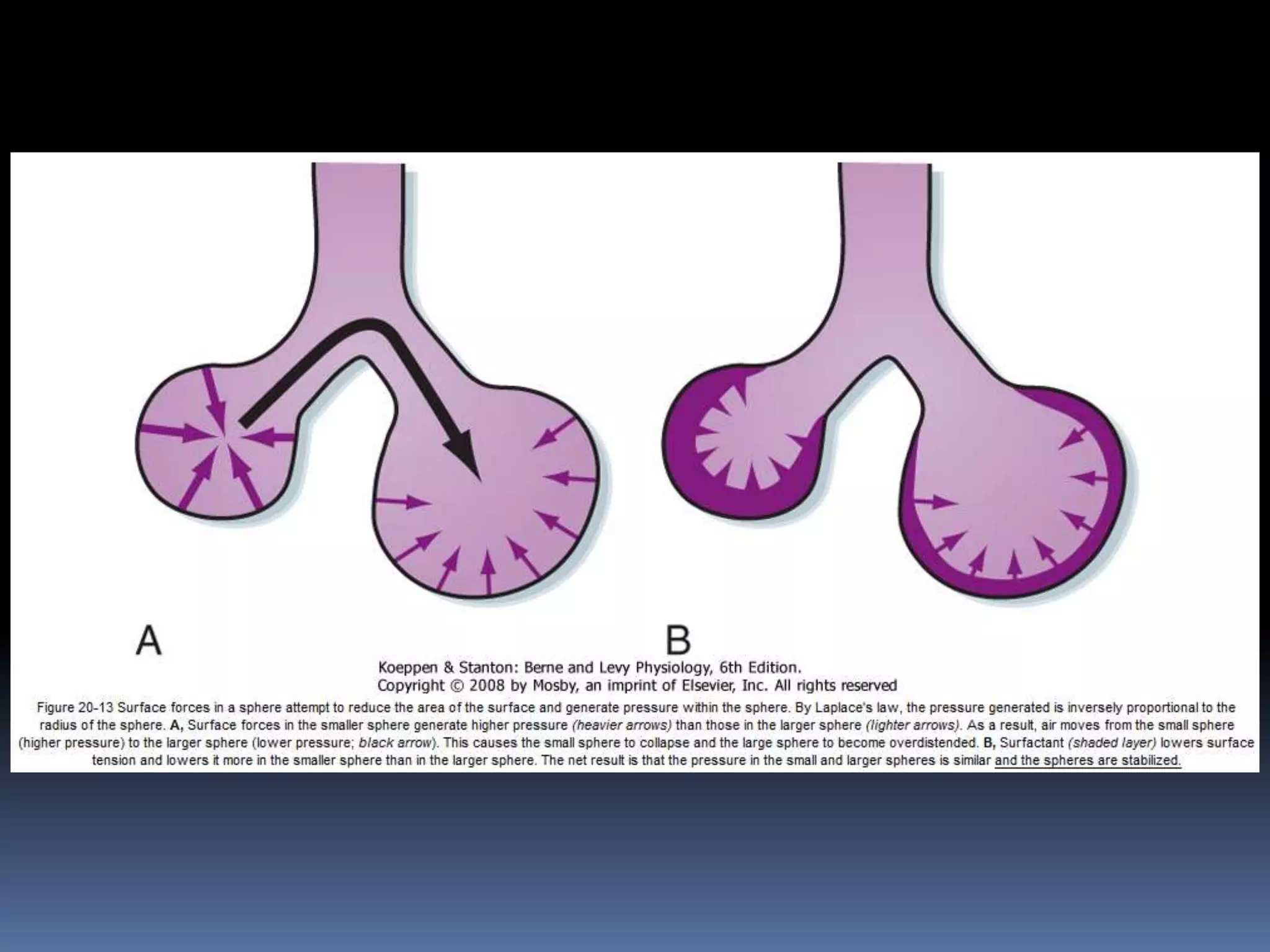 Respi functional anatomy | PPT