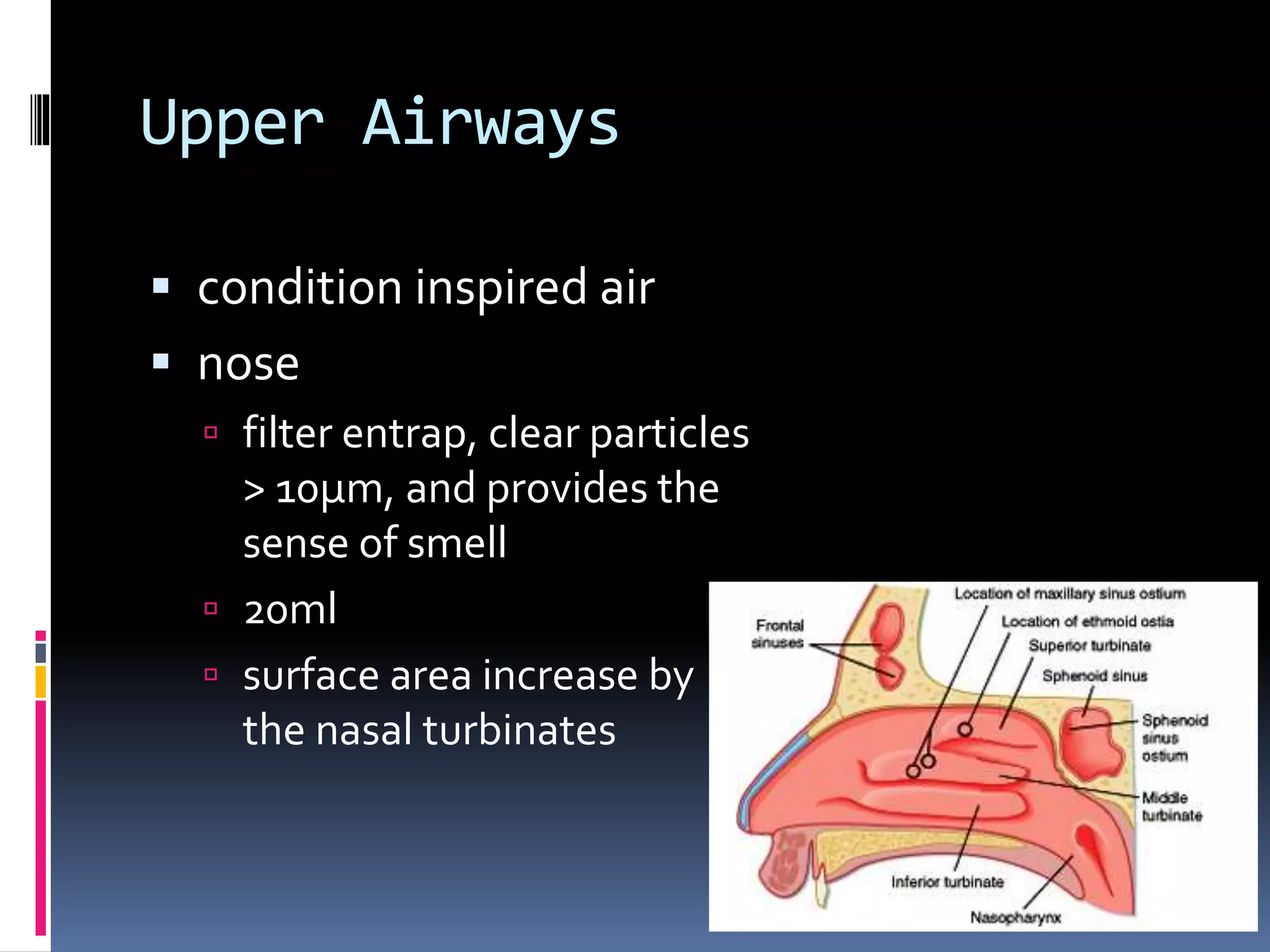 Respi functional anatomy | PPTX