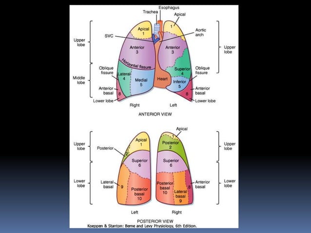 Respi functional anatomy | PPT