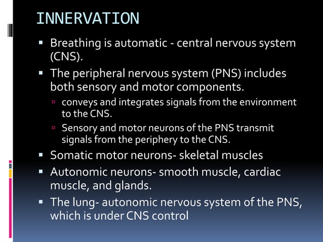 Respi functional anatomy | PPT