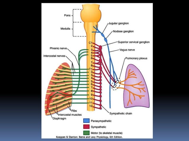 Respi functional anatomy | PPT
