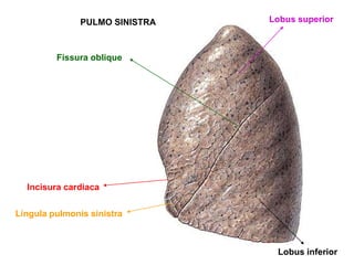 Anatomi Respirasi | PPT