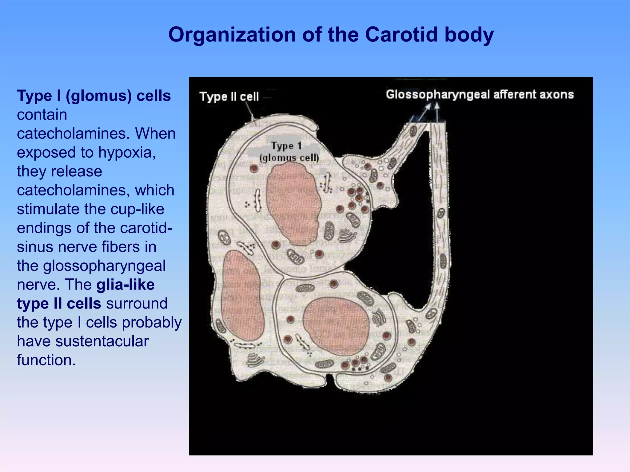 RESPIR-2.PPT