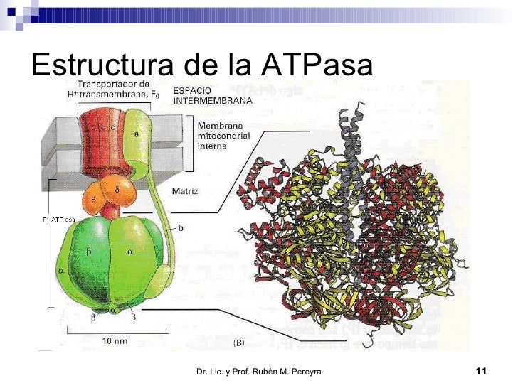 RespiracióN Celular