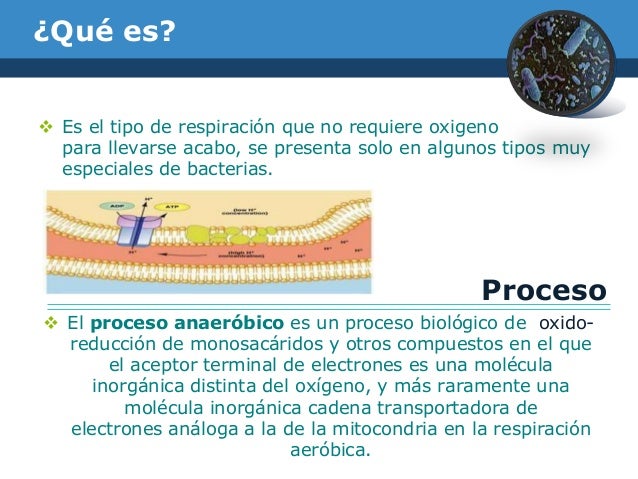 Respiración anaerobia