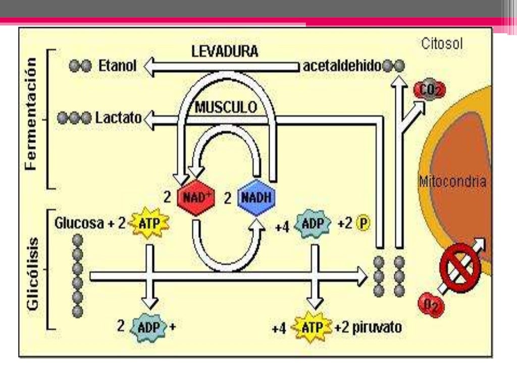 Respiración anaerobia