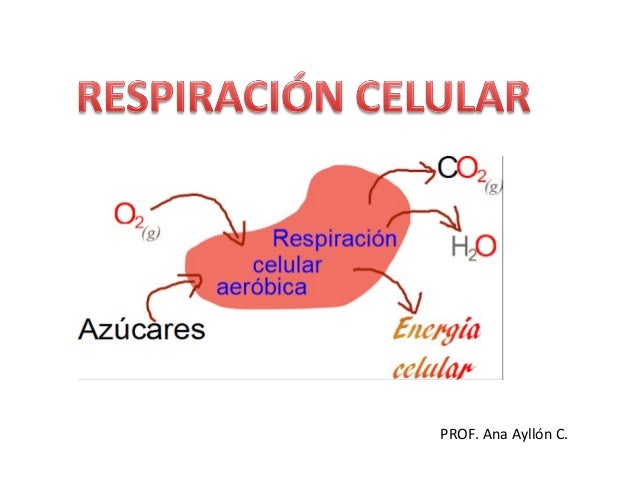 Que Es La Respiracion Aerobia Y Anaerobia - slingo