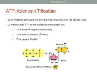 Respiración celular | PDF