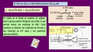 respiración celular.pptx