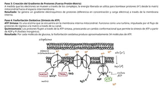 RESPIRACIÓN CELULAR - GLICOLISIS Y CICLO DE KREBS.pptx