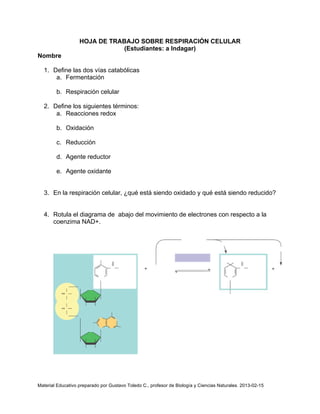 Clave De Respuestas De La Hoja De Trabajo De Respiración Celular