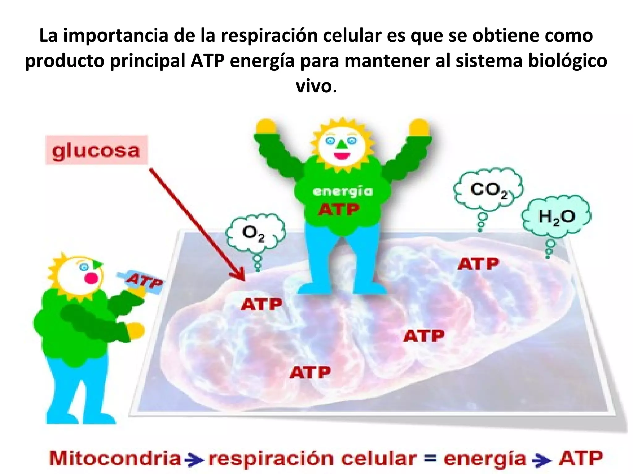 Respiración celular presentación1 | PPT