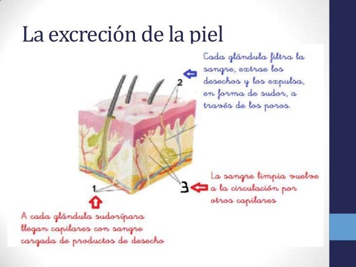 Respiración, circulación y excreción