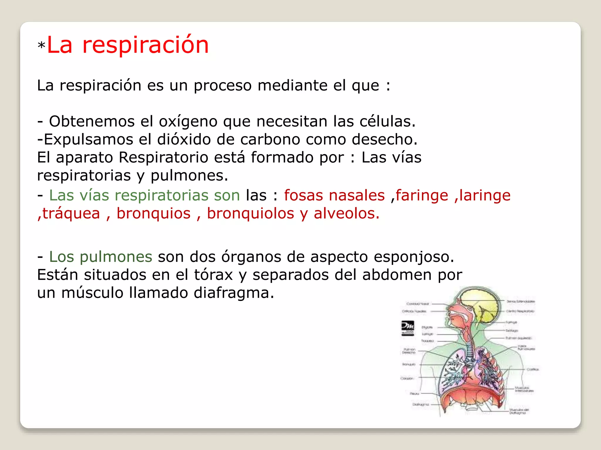 Respiración Circulación Y Excreción Paolo Ppt