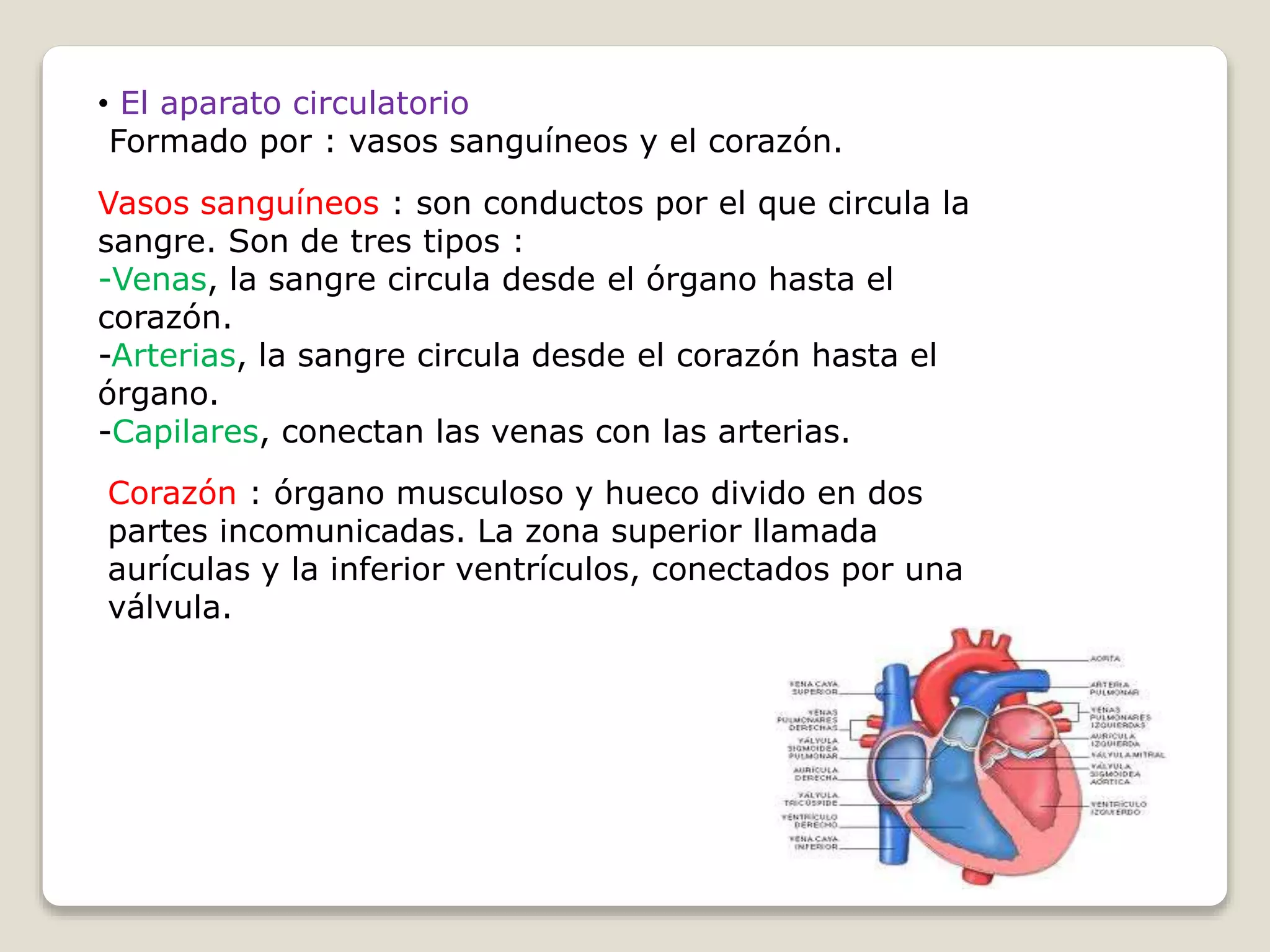Respiración Circulación Y Excreción Paolo Ppt