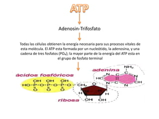 Respiración Aerobica y Fermentacion | PPTX