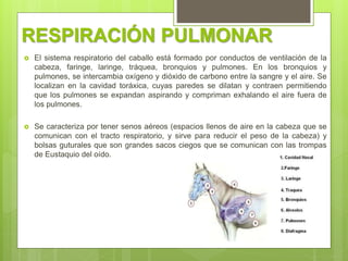 Respiracion | PPTX