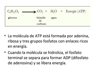 Respiracion celular | PPT