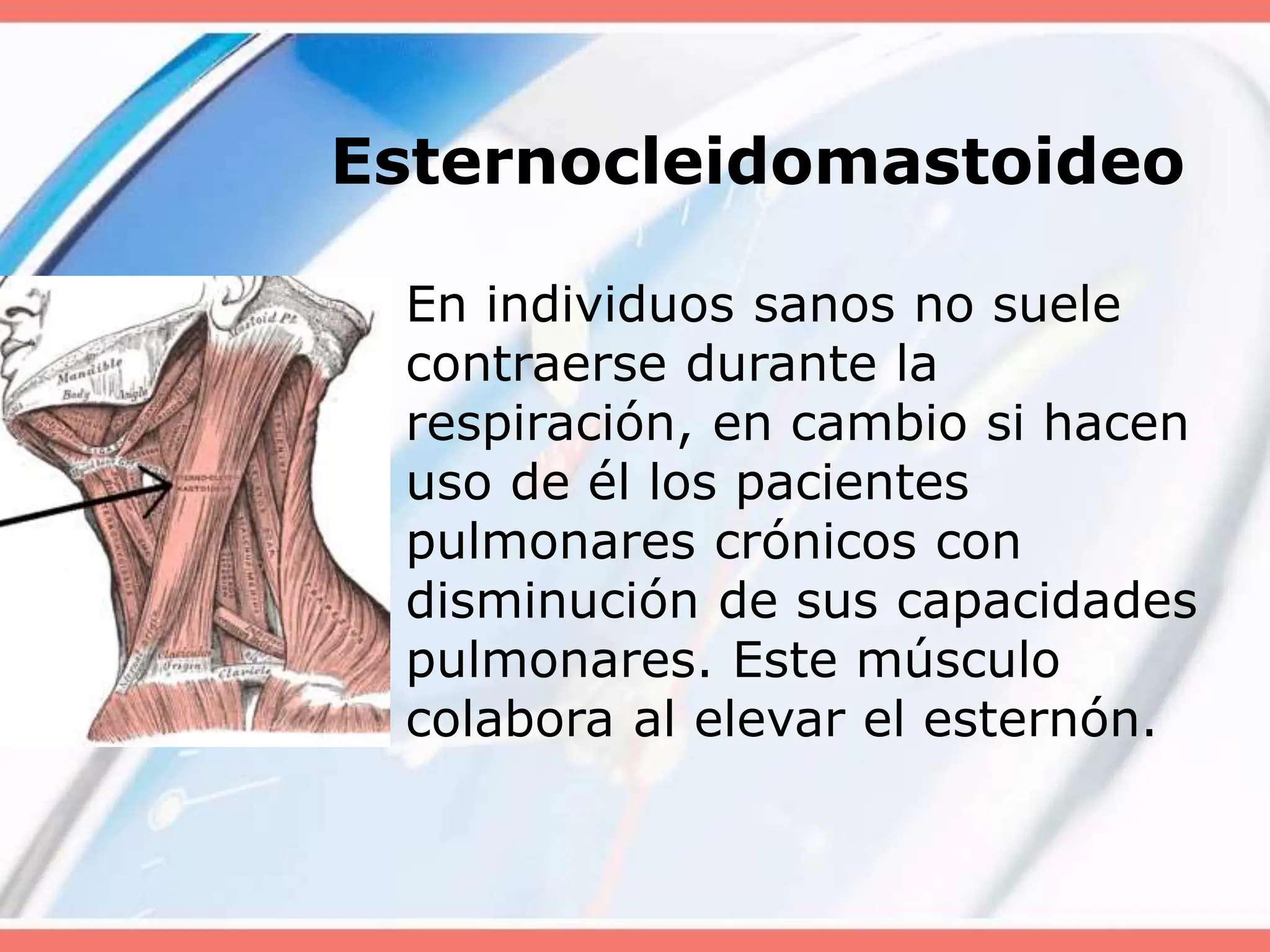los músculos respiratorios (diafragma, intercostales accesorios) | PPT