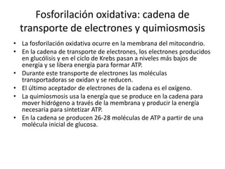 respiracion celular y más tipos de respiraciones | PPT