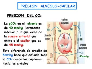 Respiracion Alveolar | PPT