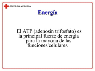 Respiracion Celular | PPT