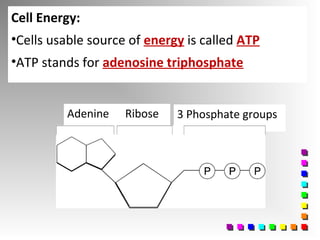Cellular Respiration | PPT