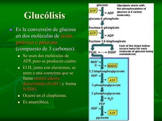 Respiracion celular - 2.ppt