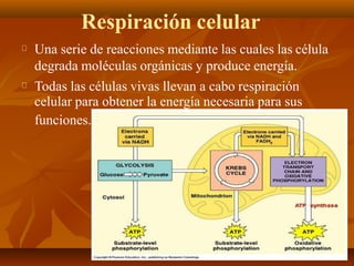 Clase de Biología I, Respiración celular | PPTX