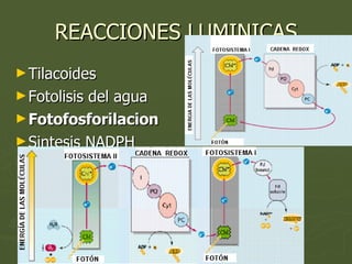 Fotosintesis y Respiracion Celular Sesion 9 | PPT