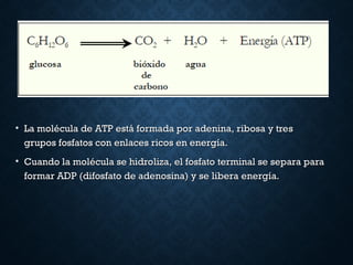 respiracion celulR.ppt BIOLOGIA SECUNDARIA | PPT
