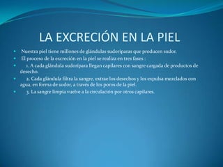 Respiracion, circulacion y excrecion | PPTX