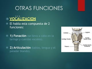RESPIRACION EXTERNA E INTERNA STEVEN ALAVA VELEZ.pdf