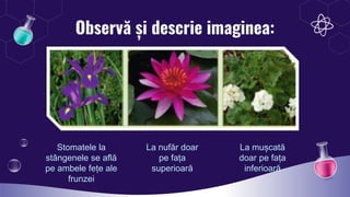 Respirația la plante.pptx