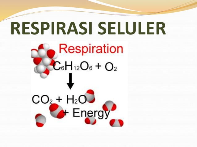 Respirasi seluler-1286107109-phpapp02 | PPTX