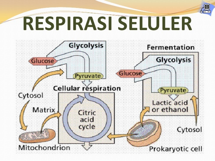 R E S P I R A S I S E L U L E R