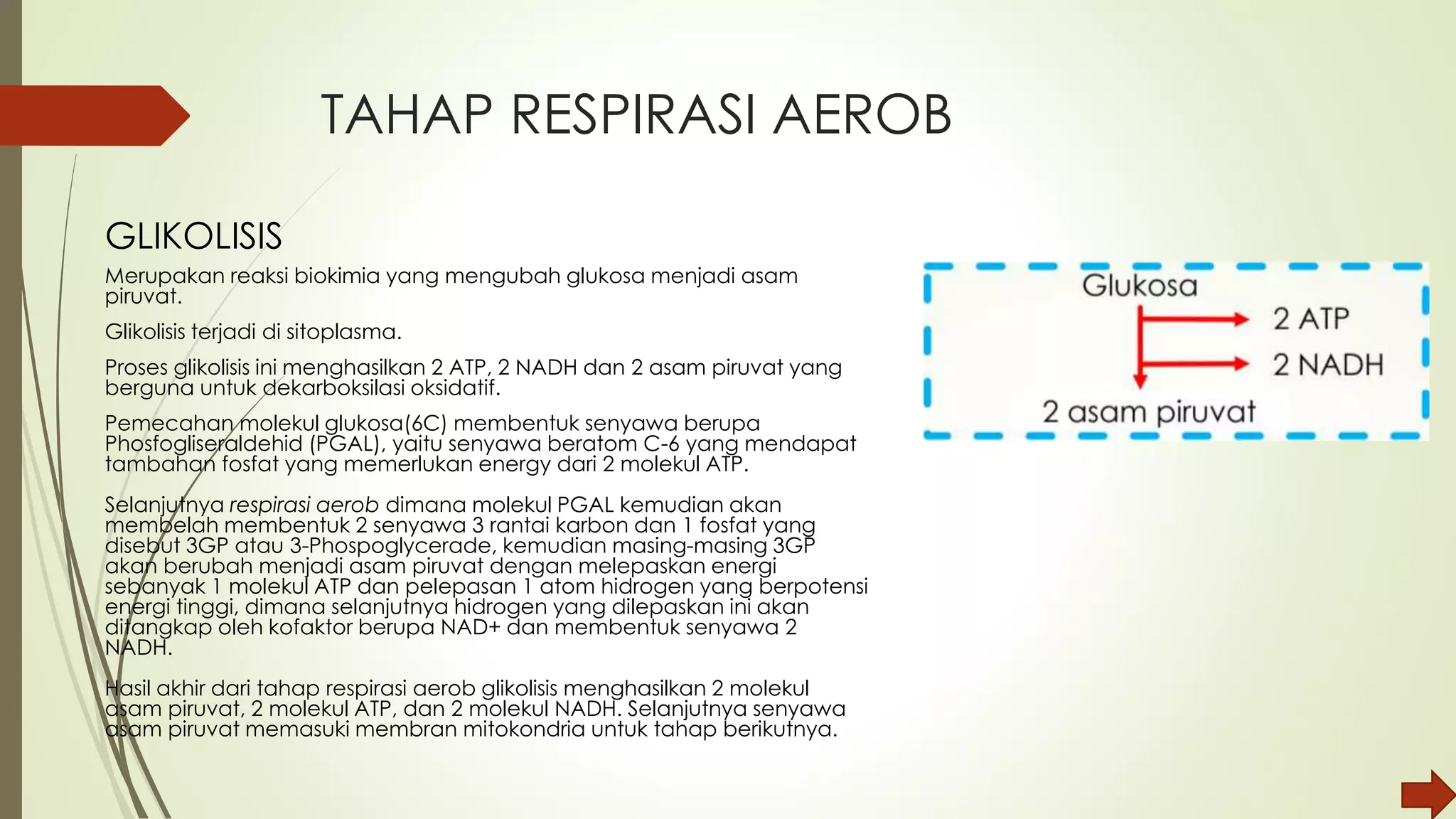 Katabolisme - Respirasi Aerob | PPTX