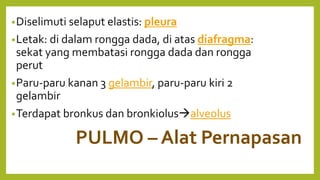 Sistem Pernapasan | PPTX