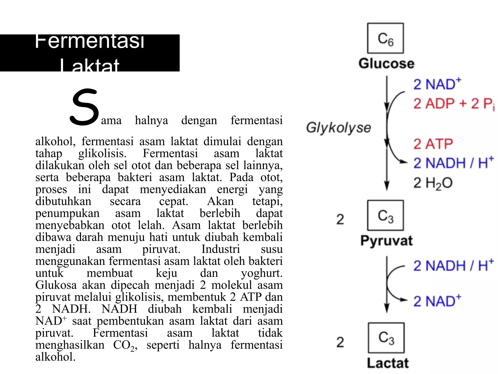 Respirasi anaerob | PPTX