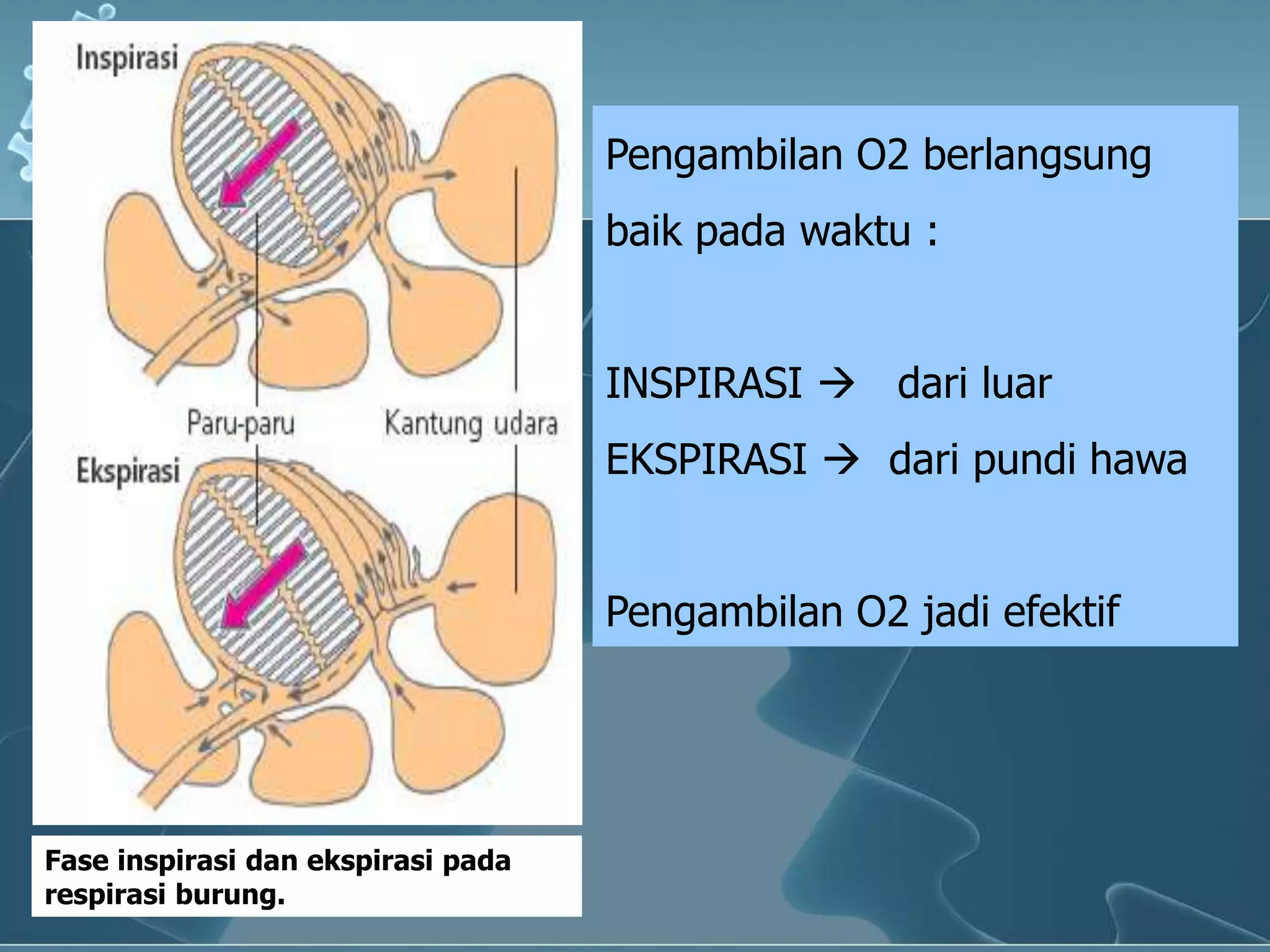 Respirasi hewan | PPTX