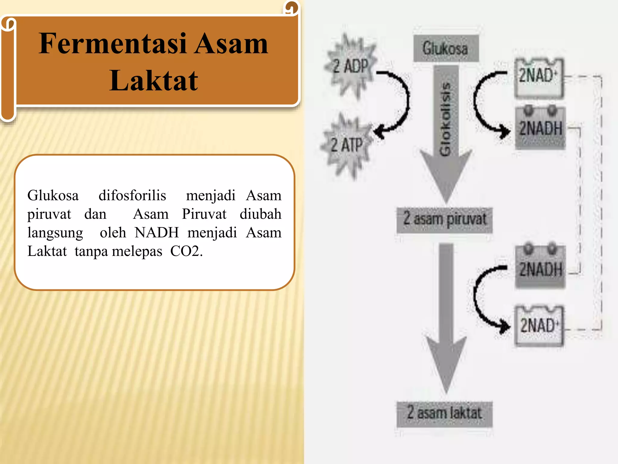 Respirasi hewan dan tumbuhan | PPTX