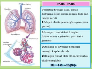 Respirasi manusia | PPTX